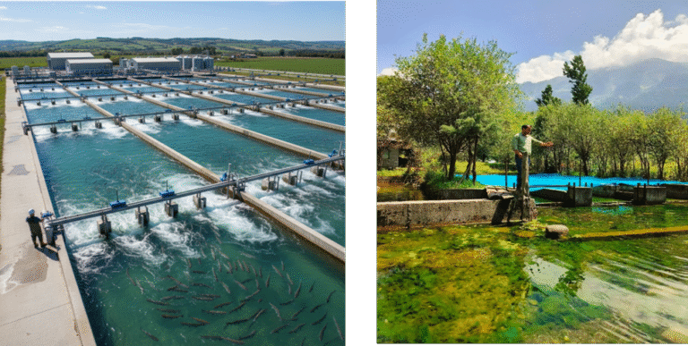 Fish Breeding and Hatchery Operation Course - Fisheries India